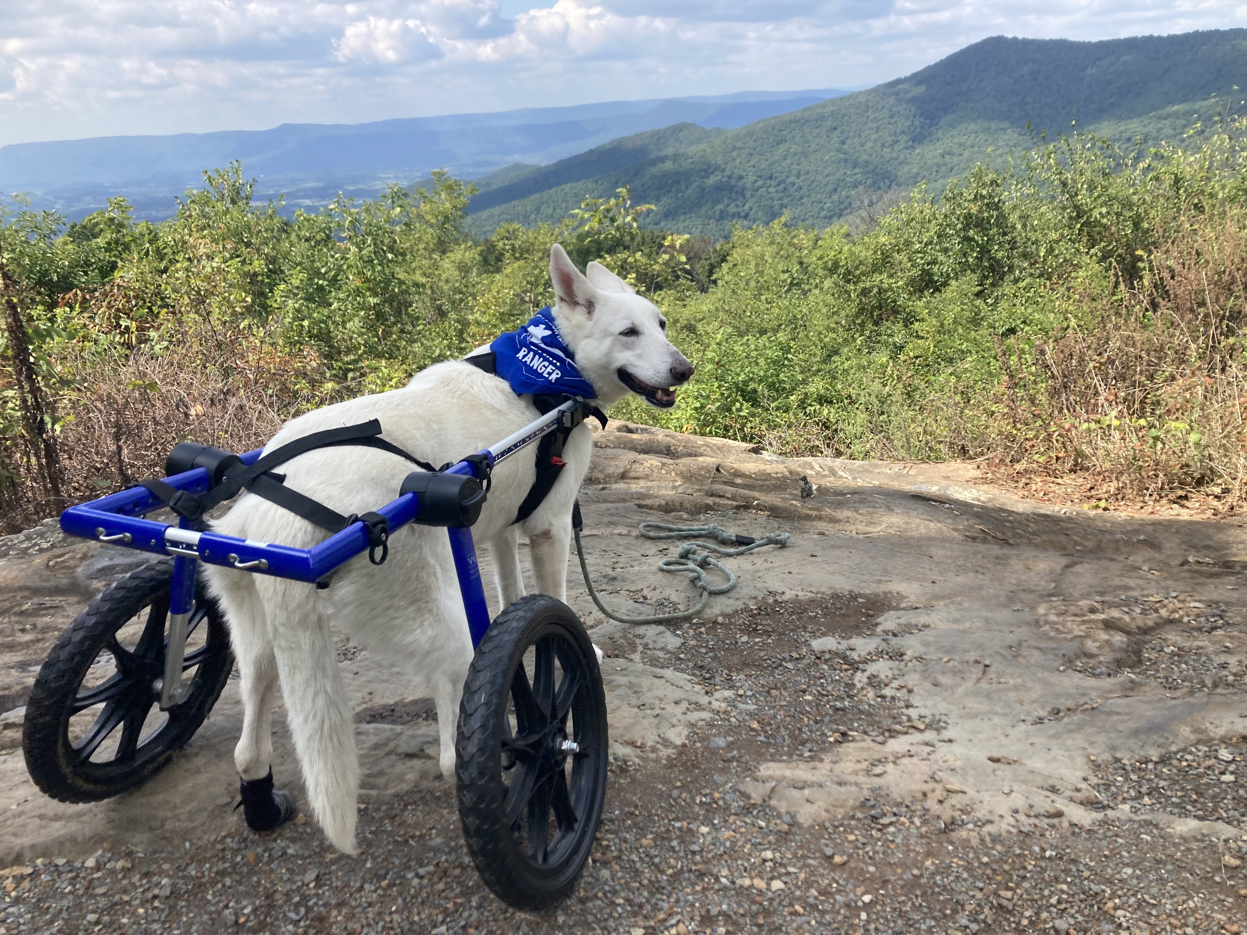 From Road Trips to Relaxation: How Leona the Rescue Dog Made a House a ...